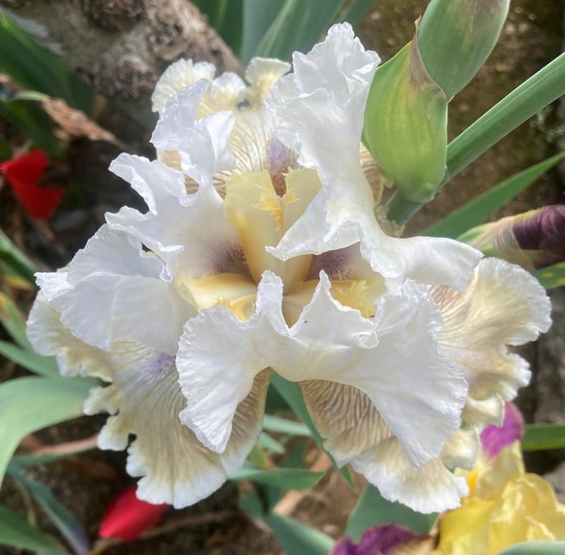 Tall Bearded Iris (TB) A - Chestnut Acres Iris Garden