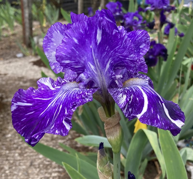 Border Bearded Iris (BB) - Chestnut Acres Iris Garden