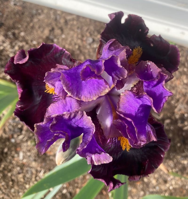 Tall Bearded Iris (TB), C to Ch - Chestnut Acres Iris Garden