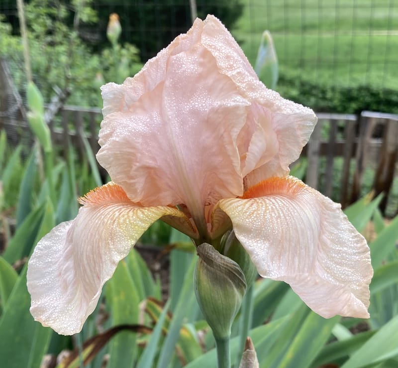 Tall Bearded Iris (TB), C to Ch - Chestnut Acres Iris Garden