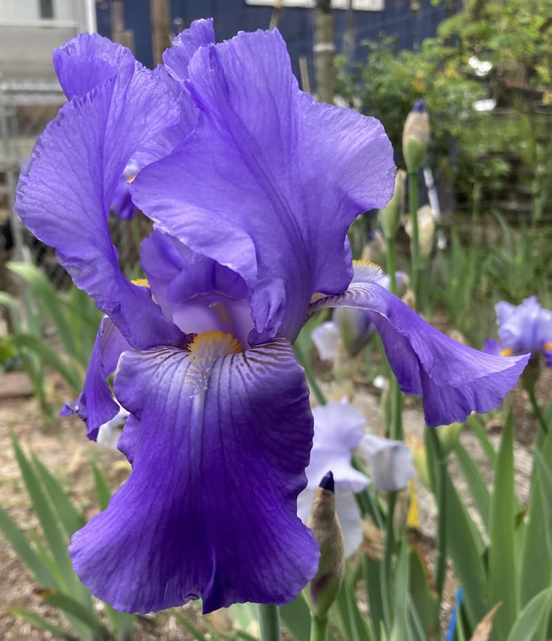 Tall Bearded Iris (TB), C to Ch - Chestnut Acres Iris Garden