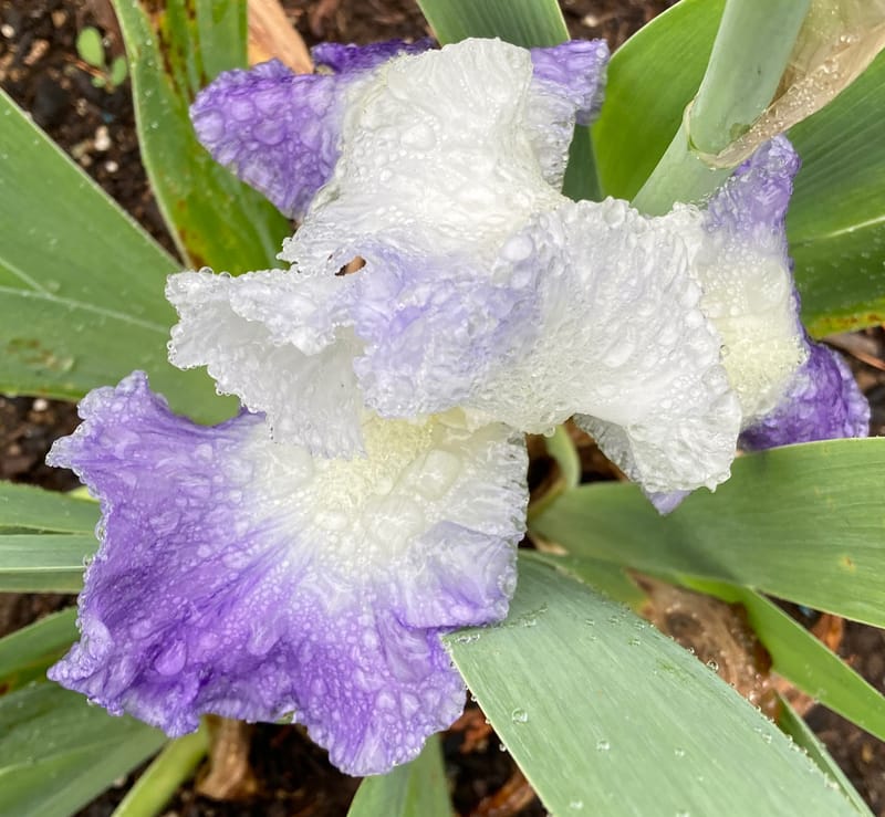 Color Capers - Chestnut Acres Iris Garden