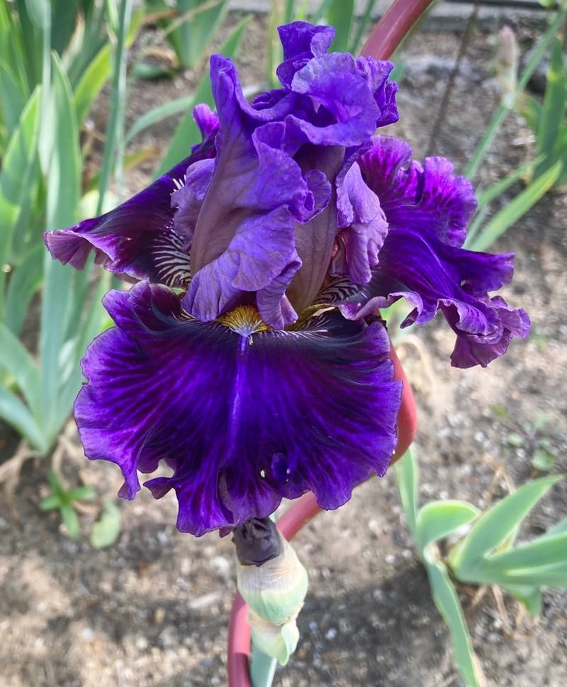 Tall Bearded Iris (TB), C to Ch - Chestnut Acres Iris Garden