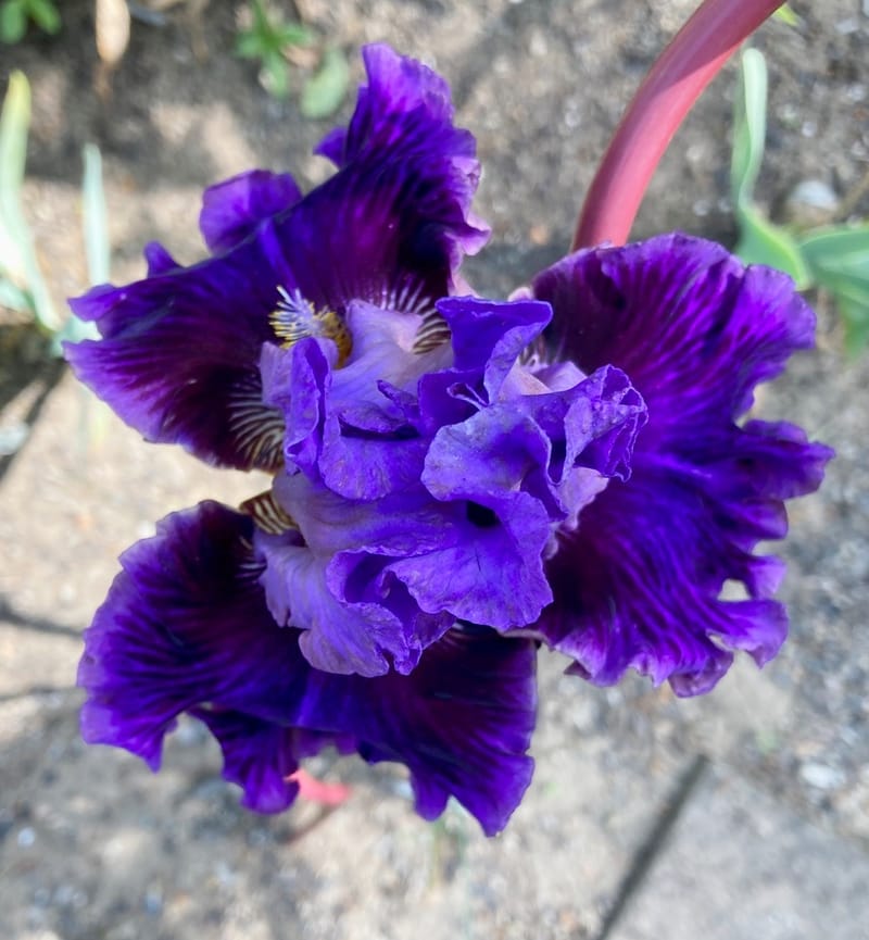 Tall Bearded Iris (TB), C to Ch - Chestnut Acres Iris Garden