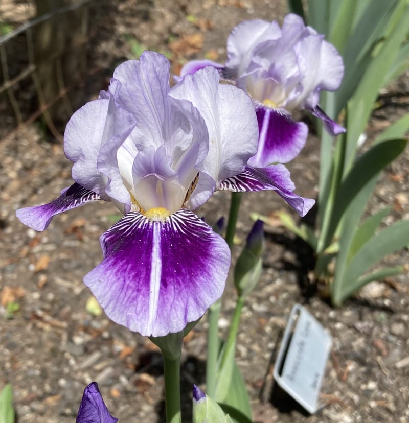Arilbred & Miniature Tall Bearded - Chestnut Acres Iris Garden