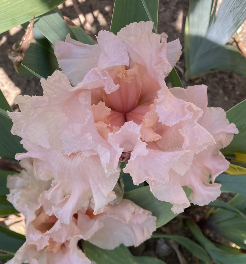 Tall Bearded Iris (TB) A - Chestnut Acres Iris Garden