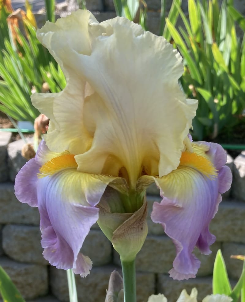 Tall Bearded Iris (TB) A - Chestnut Acres Iris Garden
