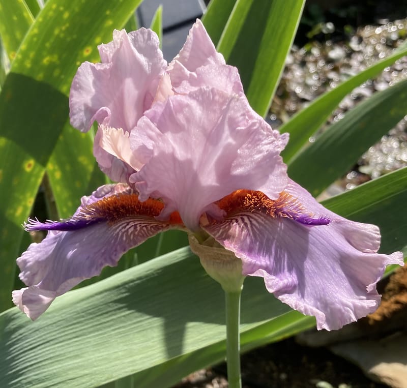 Tall Bearded Iris (TB) A - Chestnut Acres Iris Garden