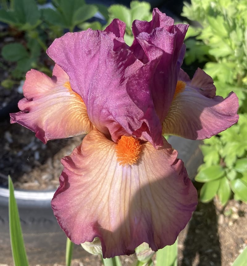 Border Bearded Iris (BB) - Chestnut Acres Iris Garden