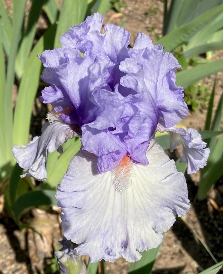 Tall Bearded Iris (TB) A - Chestnut Acres Iris Garden