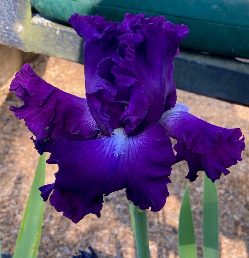 Tall Bearded Iris (TB) A - Chestnut Acres Iris Garden