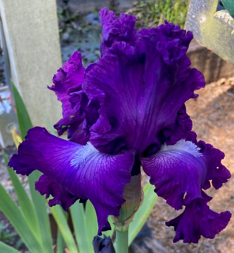 Tall Bearded Iris (TB) A - Chestnut Acres Iris Garden