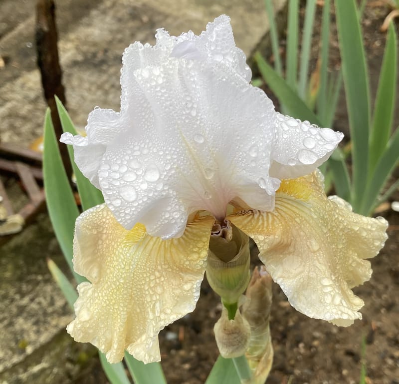 Tall Bearded Iris (TB), C to Ch - Chestnut Acres Iris Garden