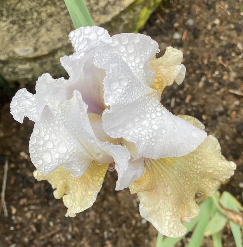 Tall Bearded Iris (TB), C to Ch - Chestnut Acres Iris Garden