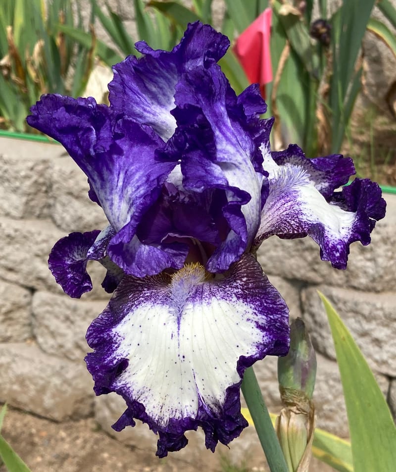 Tall Bearded Iris (TB), C to Ch - Chestnut Acres Iris Garden
