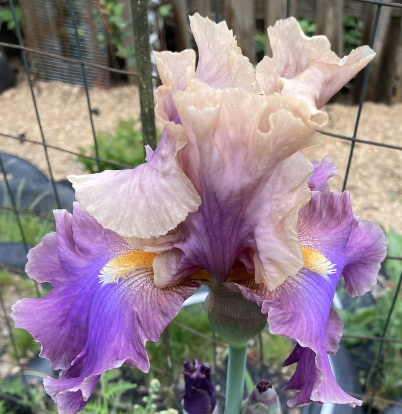 Tall Bearded Iris (TB), C to Ch - Chestnut Acres Iris Garden