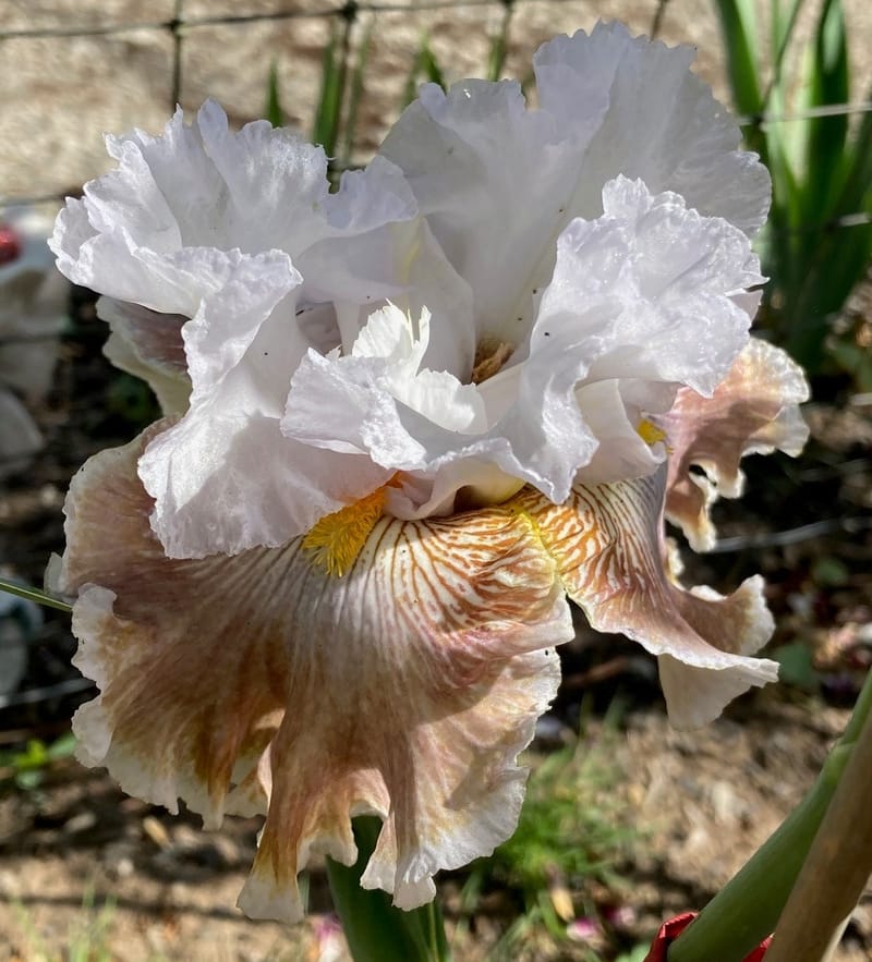 Tall Bearded Iris (TB), C to Ch - Chestnut Acres Iris Garden