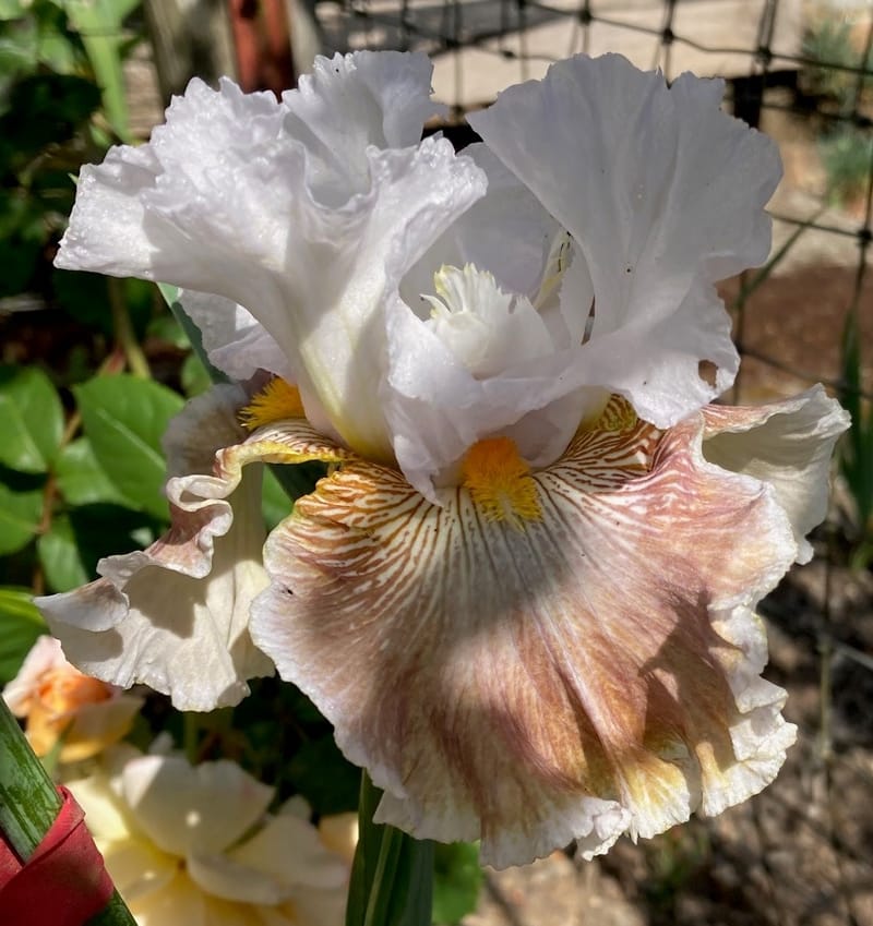 Tall Bearded Iris (TB), C to Ch - Chestnut Acres Iris Garden