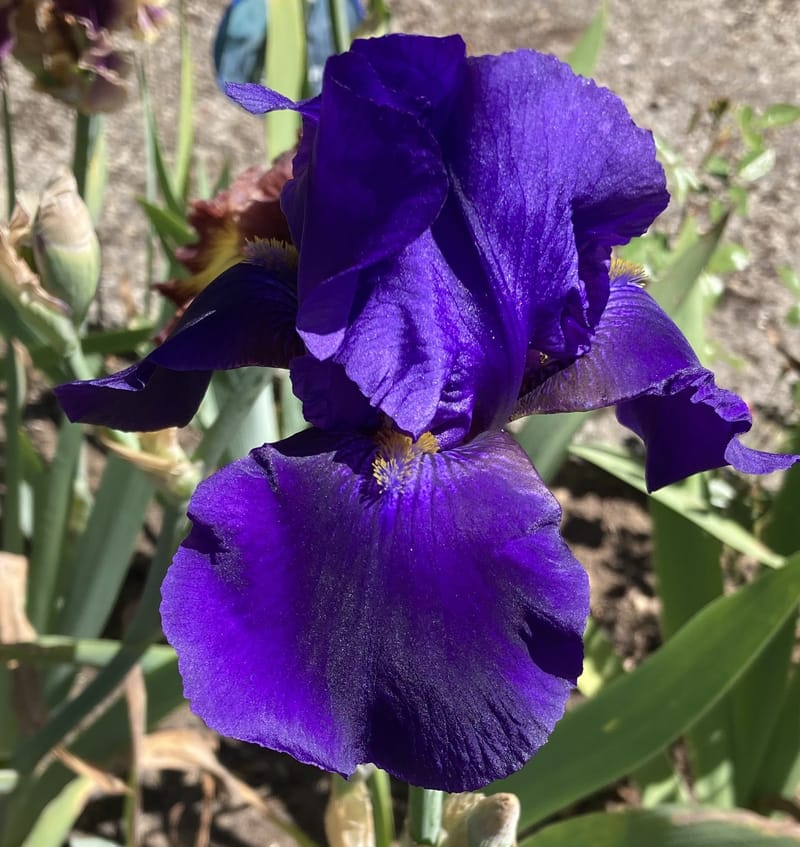 Tall Bearded Iris (TB) A - Chestnut Acres Iris Garden