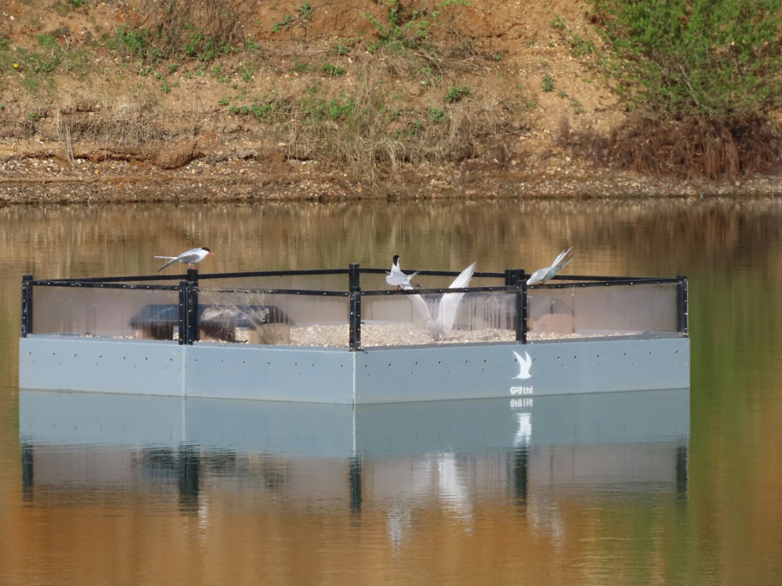 Tern Rafts - Green Future Building Ltd (GFB)