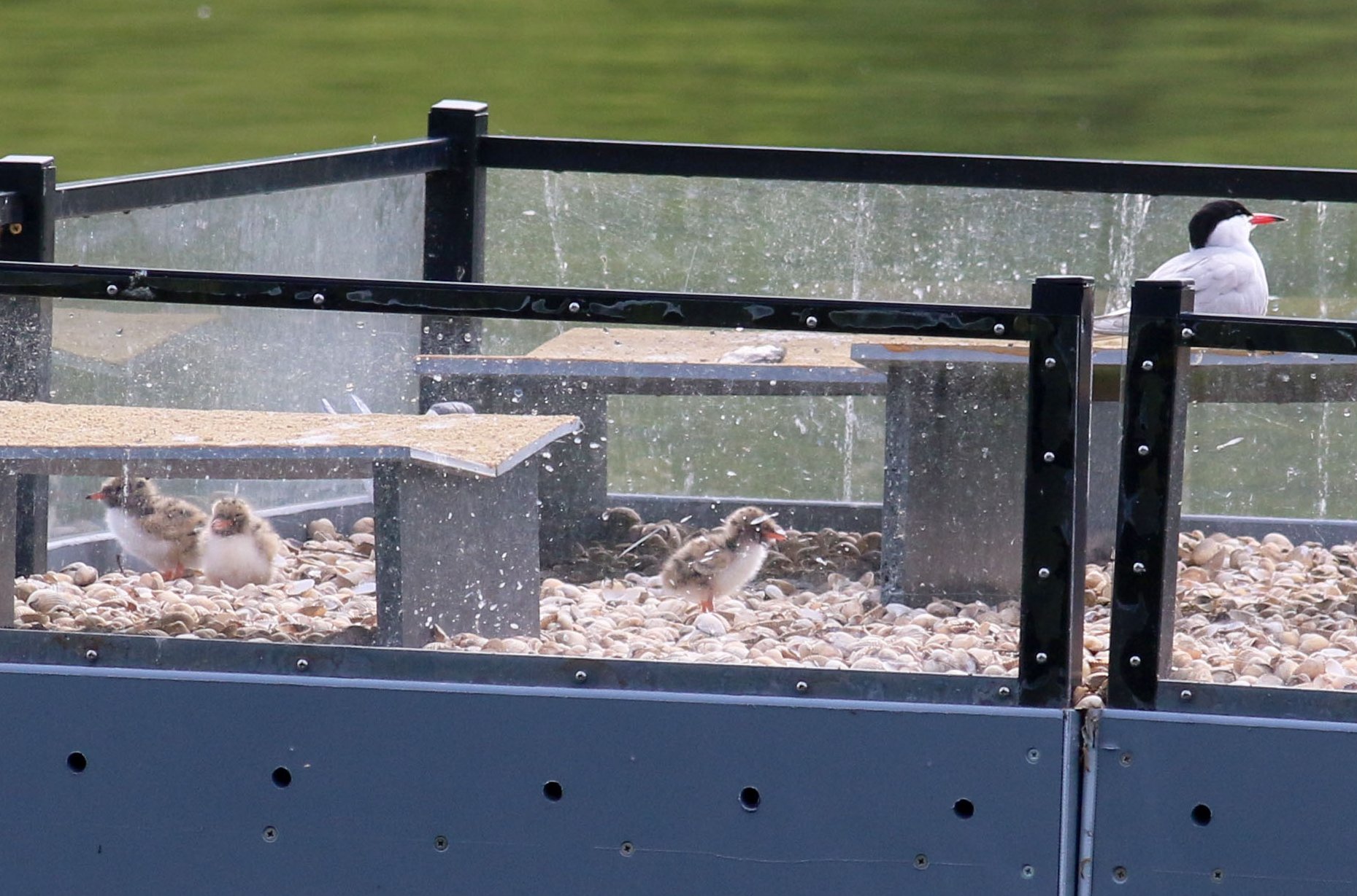 Tern Rafts - Green Future Building Ltd (GFB)