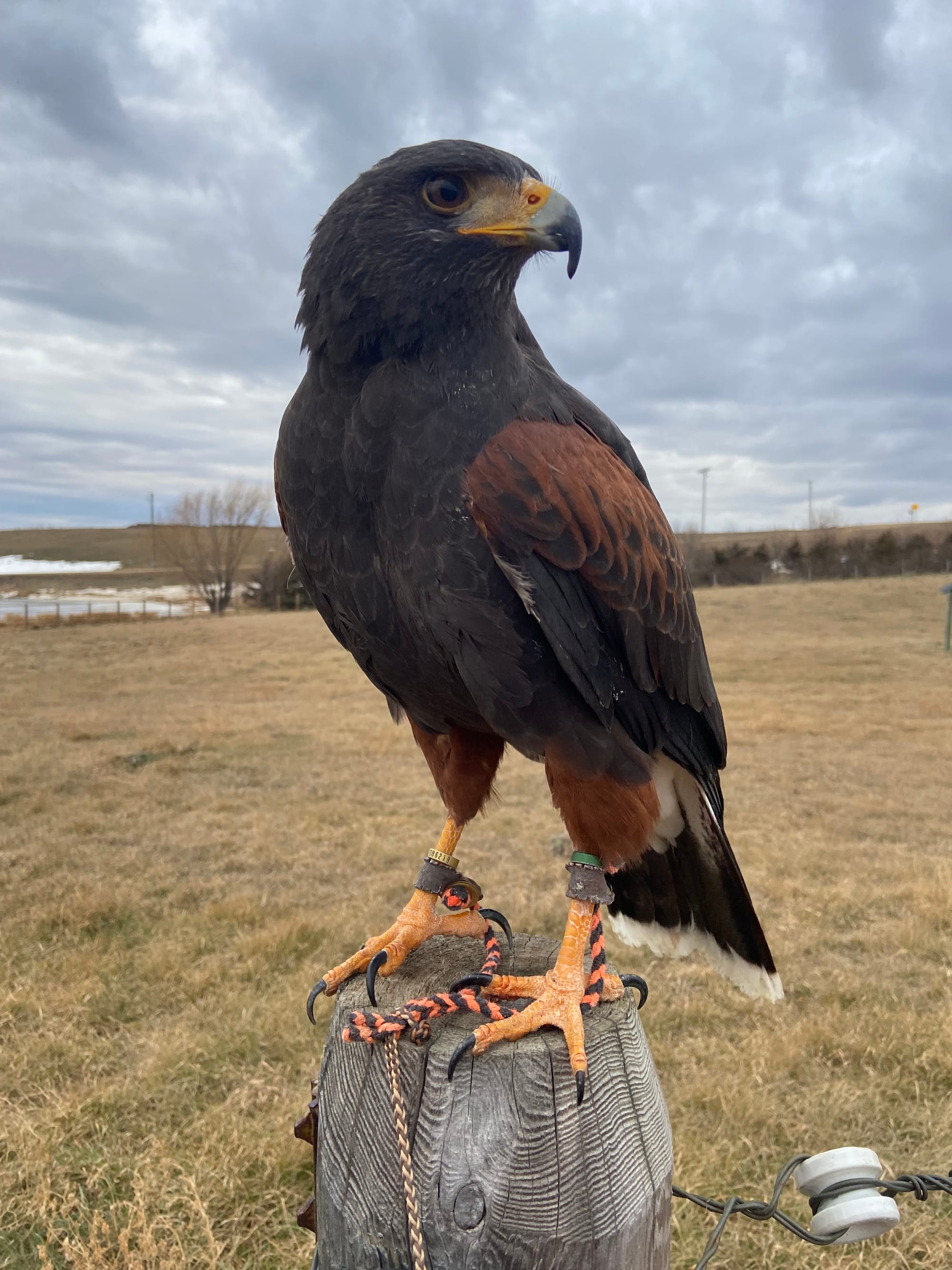FARE - The Falconry And Raptor Education Group
