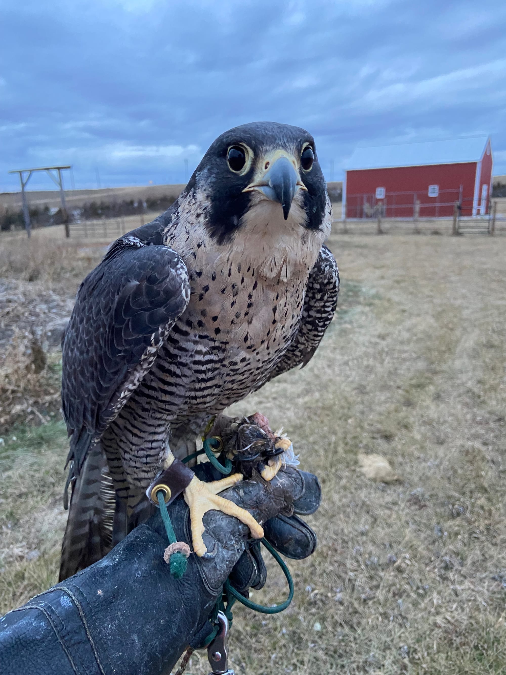 FARE - The Falconry And Raptor Education Group