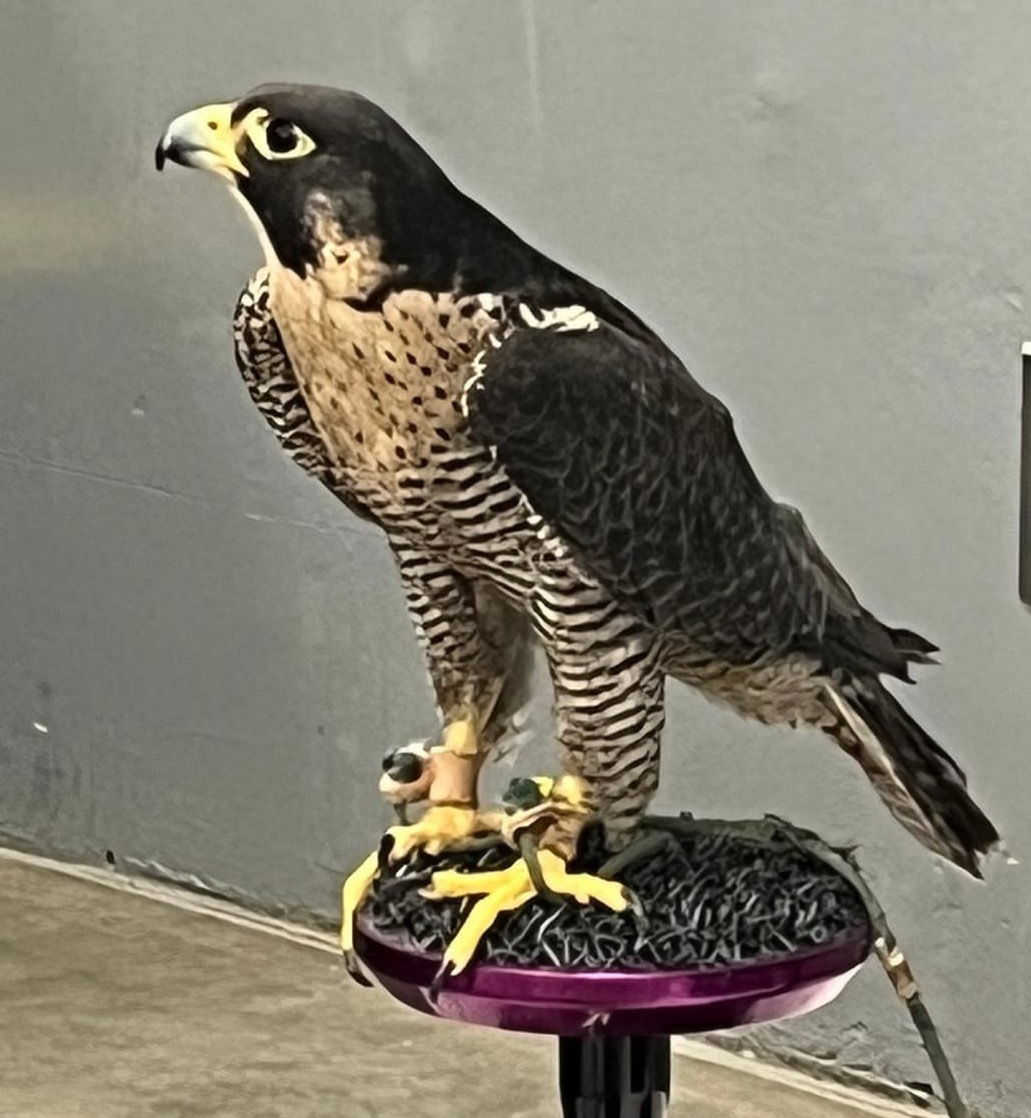 FARE - The Falconry And Raptor Education Group