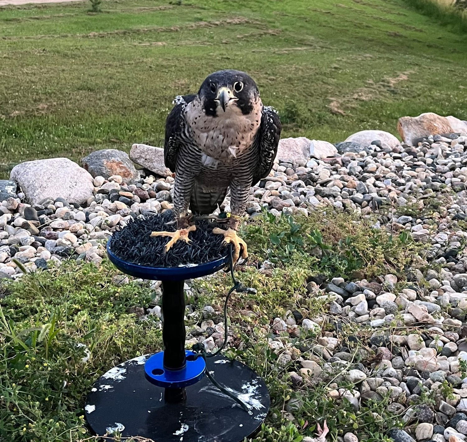 FARE - The Falconry And Raptor Education Group