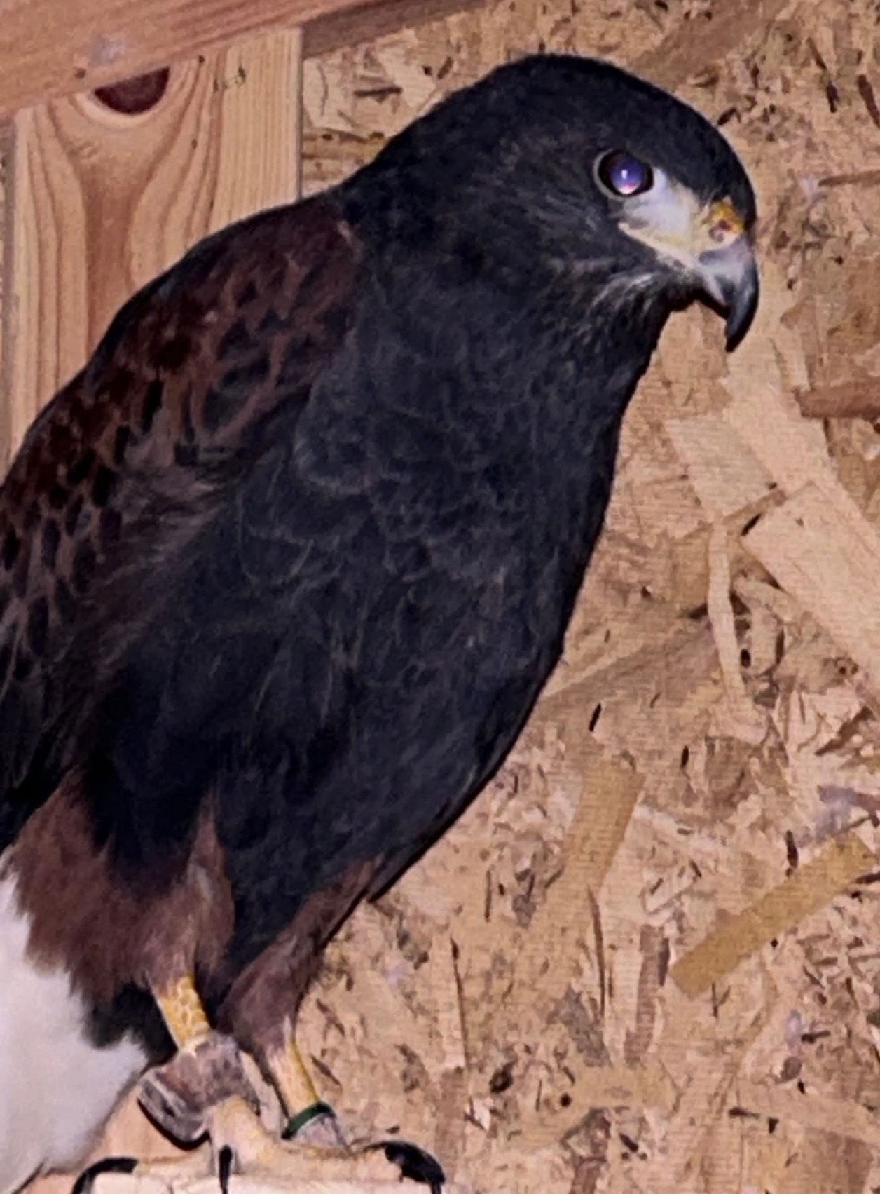 FARE - The Falconry And Raptor Education Group