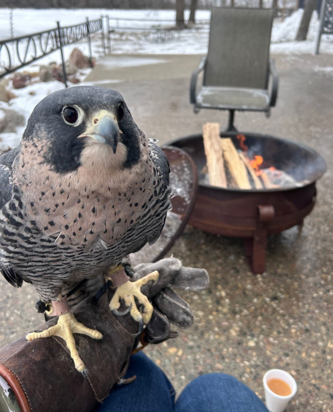 FARE - The Falconry And Raptor Education Group