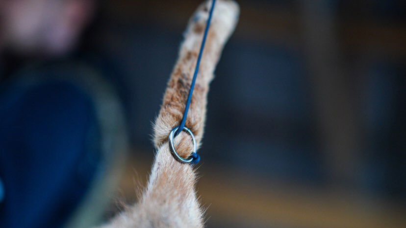 Yote Ropes - Yote Ropes, LLC