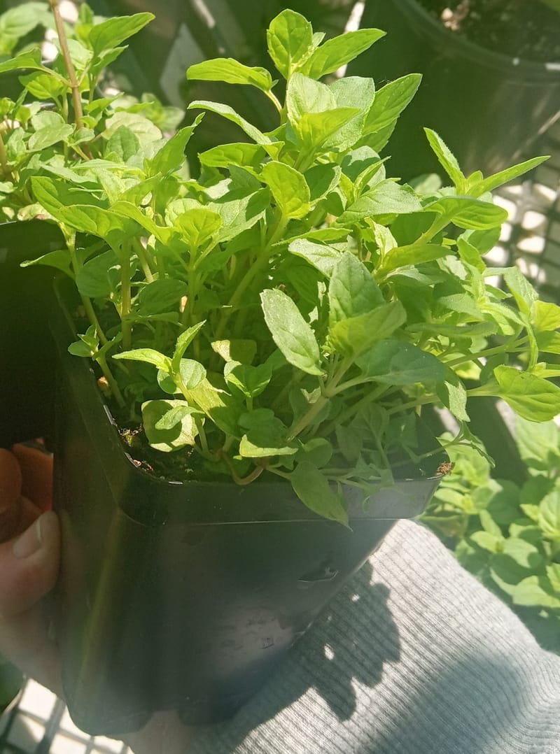 Spearmint Plants For Sale