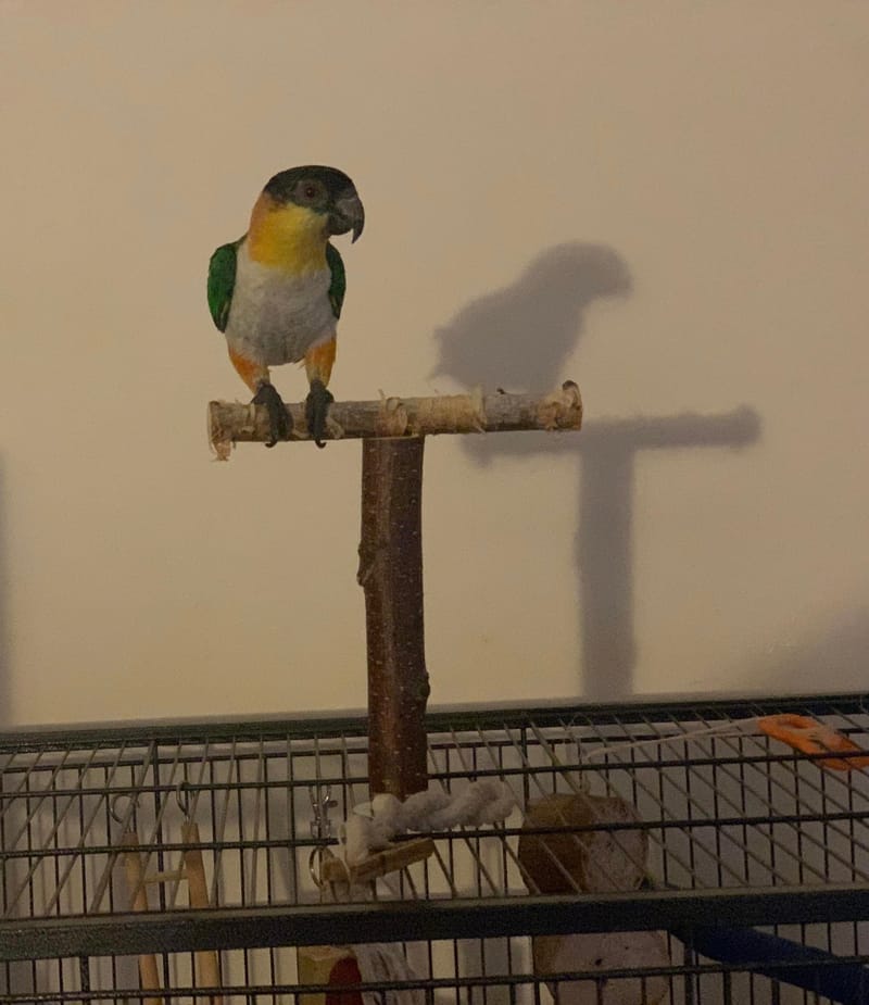 Floor standing perches, - FurryNatural