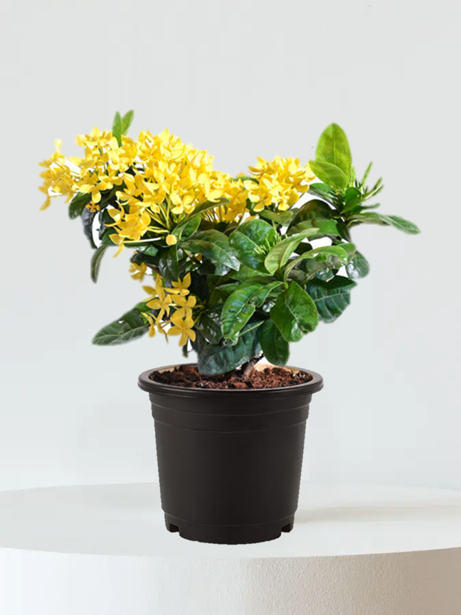 Flowering Plants - Elanters