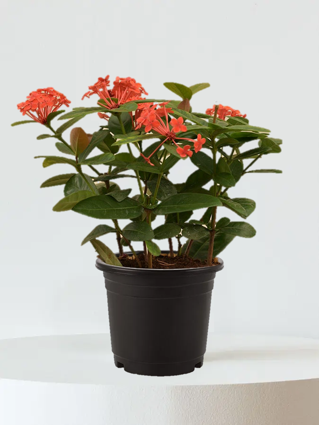 Flowering Plants - Elanters