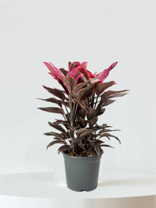 Dracena Red