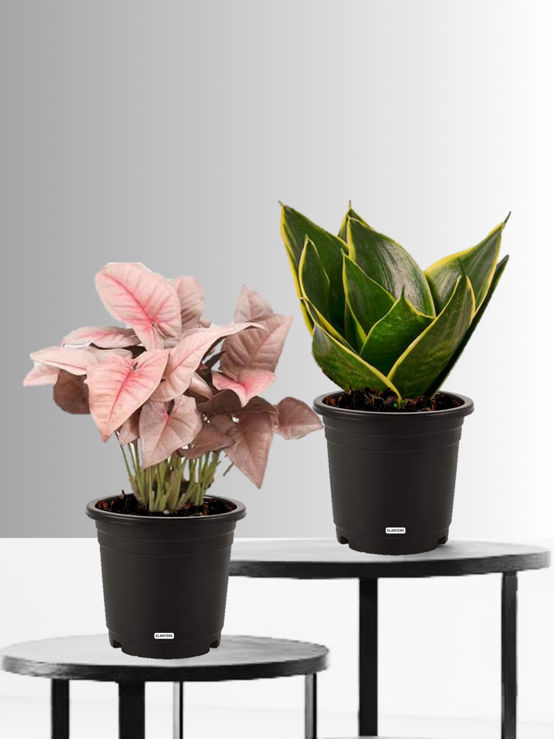 Air Purifying Plant Bundle- Snake Plant And Jade plant