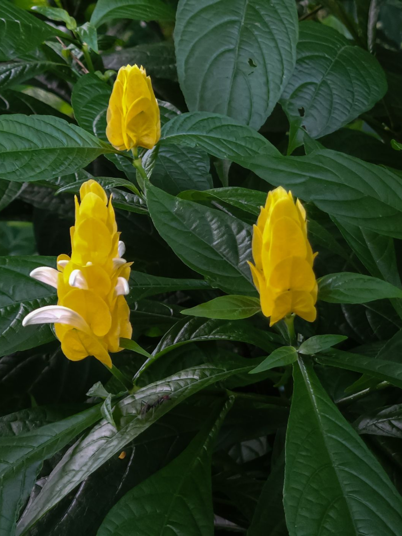 Buy Plants - Elanters