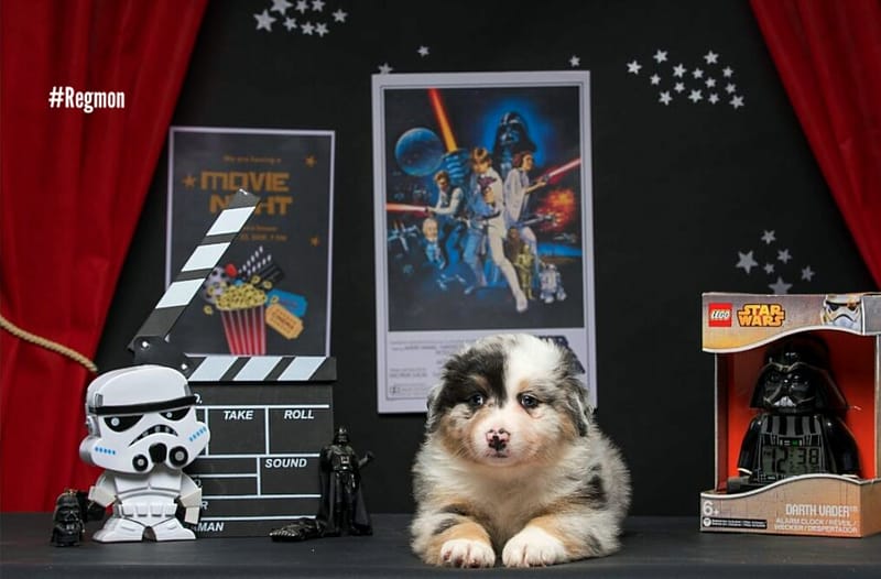 רגמון רועים אוסטרלים