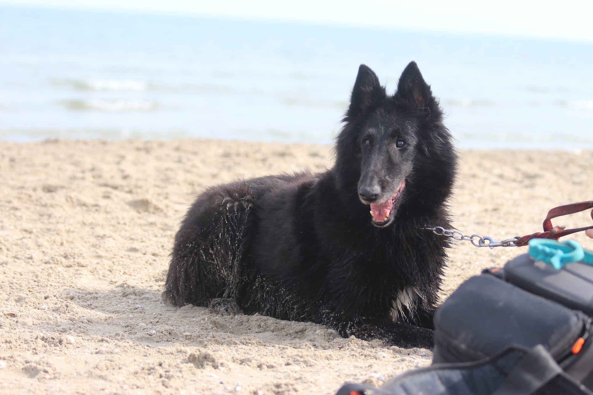 allevamento pastore belga