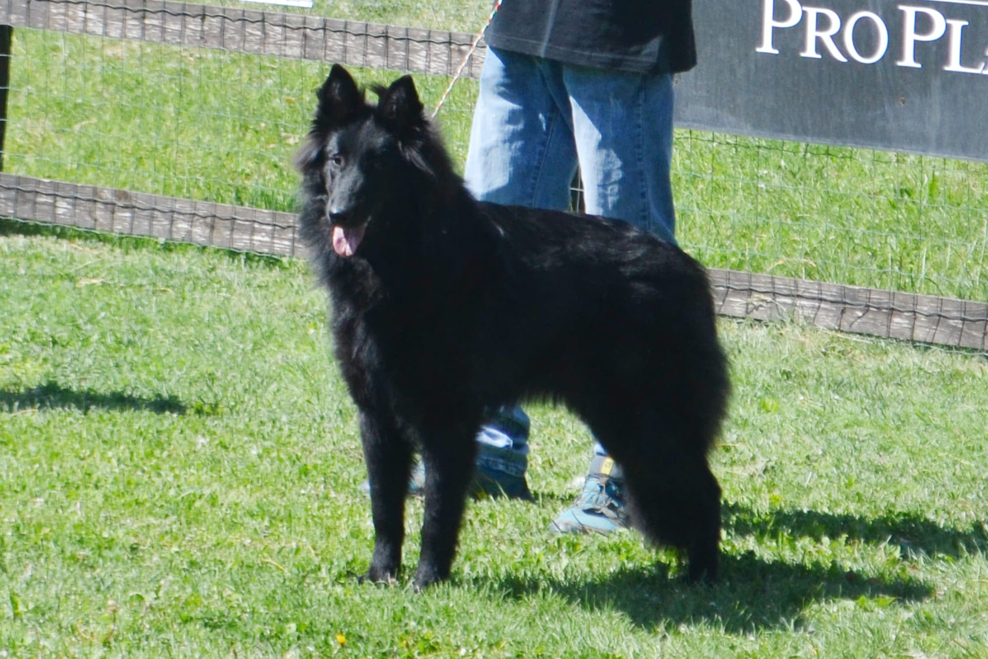 allevamento pastore belga