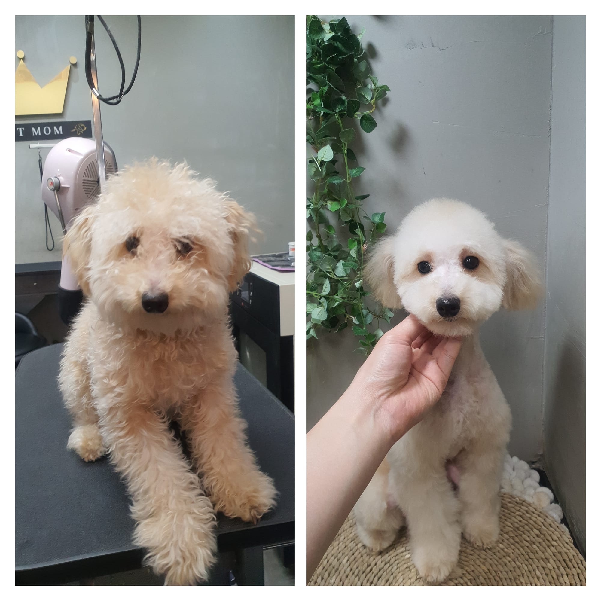 Dog Father Pet Grooming - ＊FULL SERVICE FROM $59. ＊Specialized in style ...