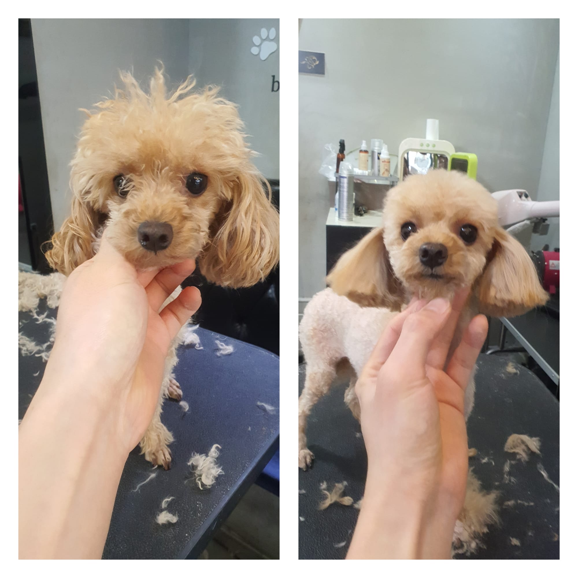 Dog Father Pet Grooming - ＊FULL SERVICE FROM $59. ＊Specialized in style ...