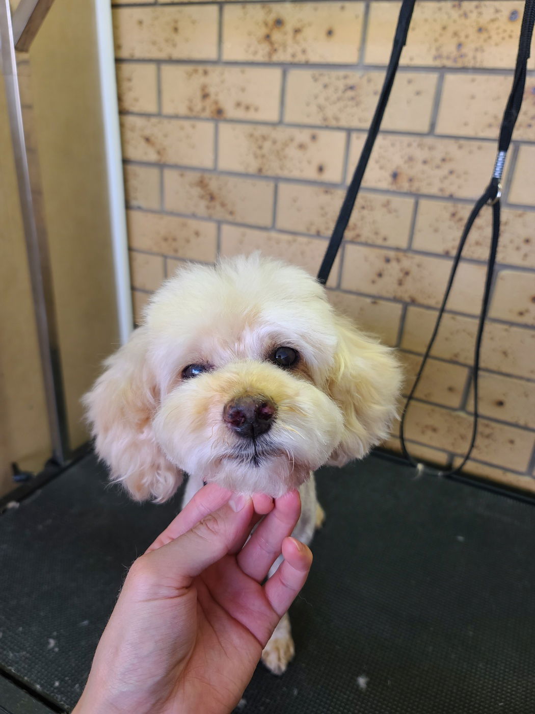 Dog Father Pet Grooming - ＊FULL SERVICE FROM $59. ＊Specialized in style ...