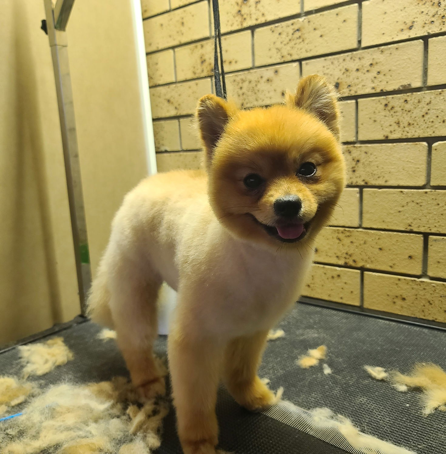 Dog Father Pet Grooming - ＊FULL SERVICE FROM $59. ＊Specialized in style ...