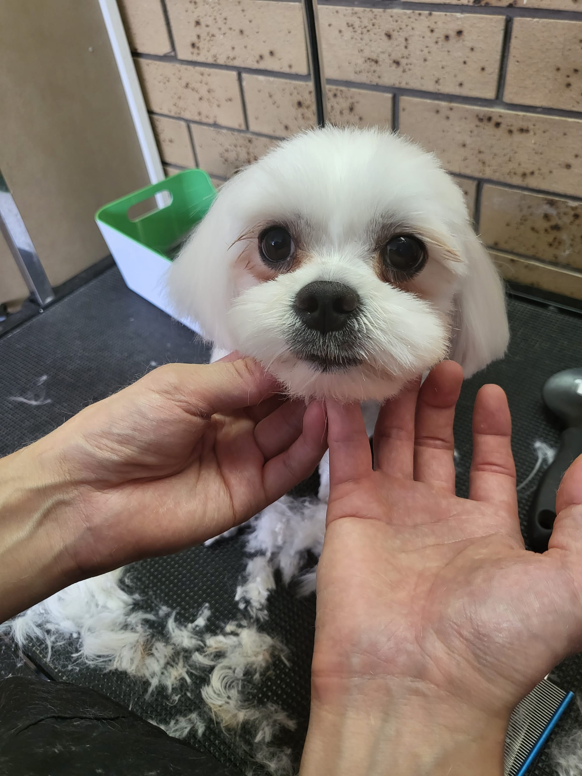 Dog Father Pet Grooming - ＊FULL SERVICE FROM $59. ＊Specialized in style ...