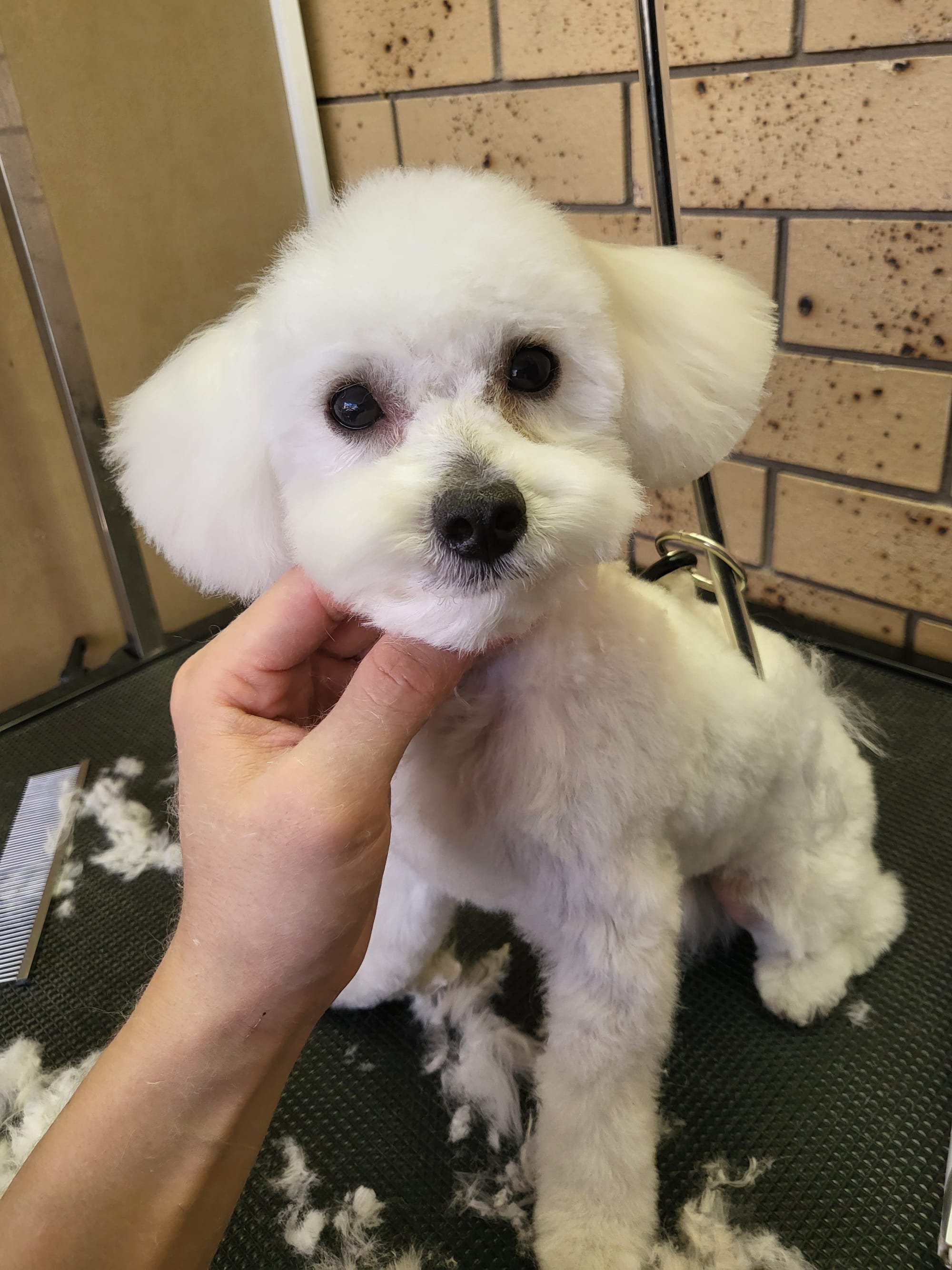 Dog Father Pet Grooming - ＊FULL SERVICE FROM $59. ＊Specialized in style ...