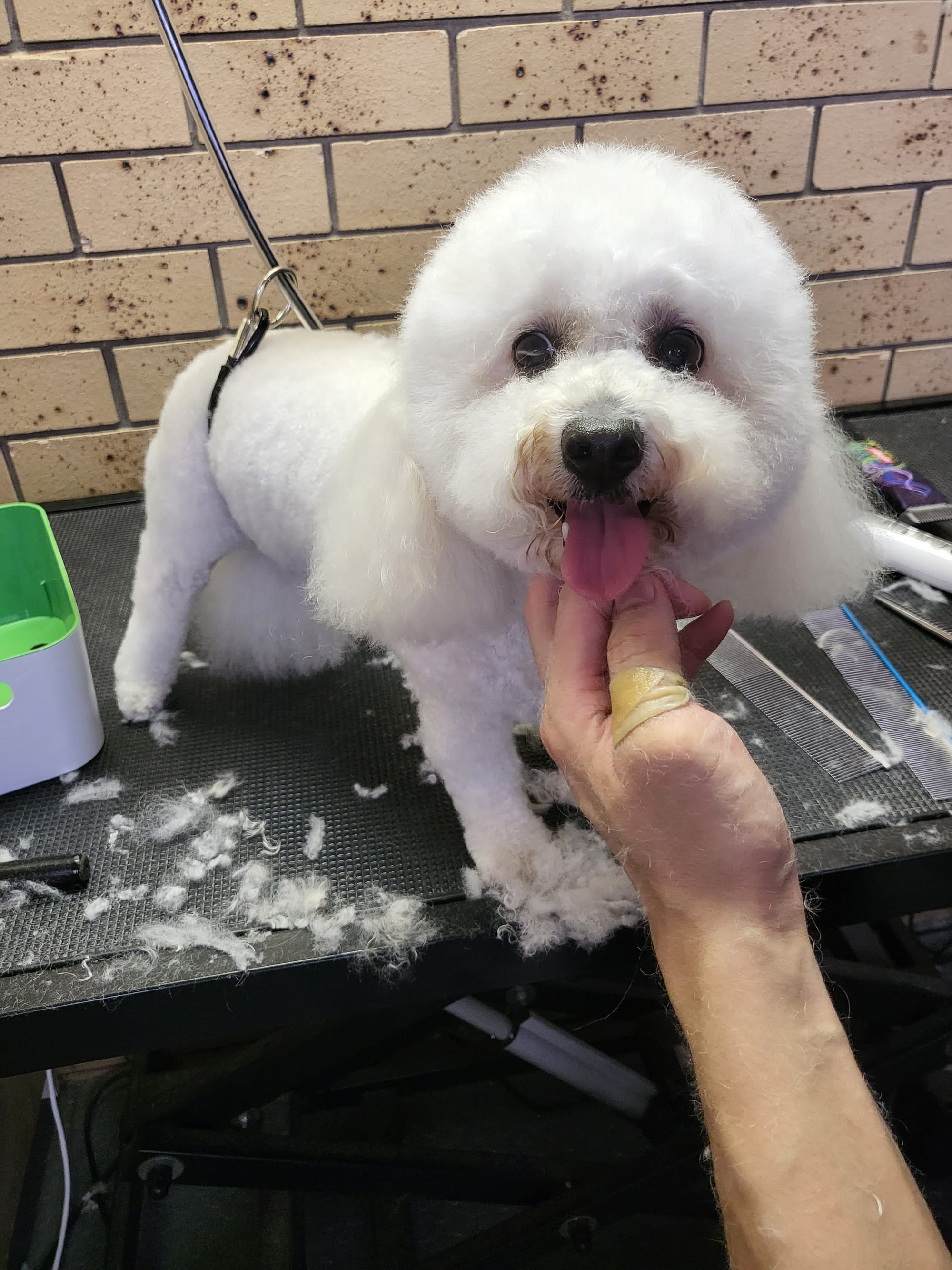 Dog Father Pet Grooming - ＊FULL SERVICE FROM $59. ＊Specialized in style ...