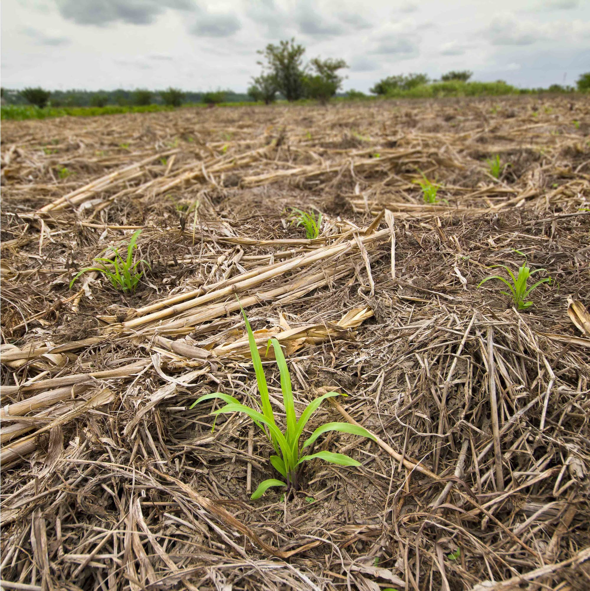 Restoring life to soils - Raphael Belmin photography
